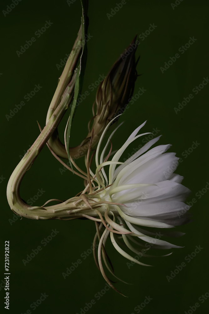The beauty of the Dutchman's pipe cactus flower in full bloom. This ...