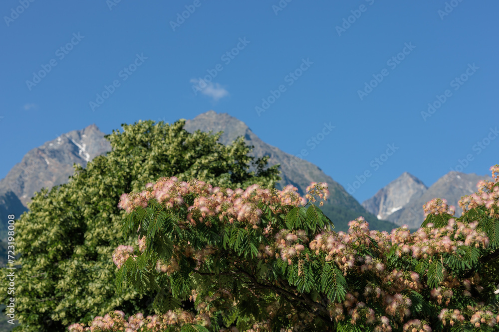 Flowering Albizia julibrissin, the Persian silk tree, pink silk tree ...
