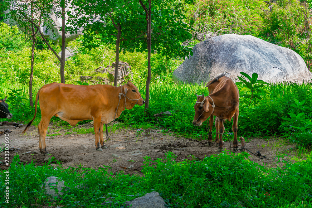 Indian domestic farming cow or Indian traditional cows or Indigenous ...