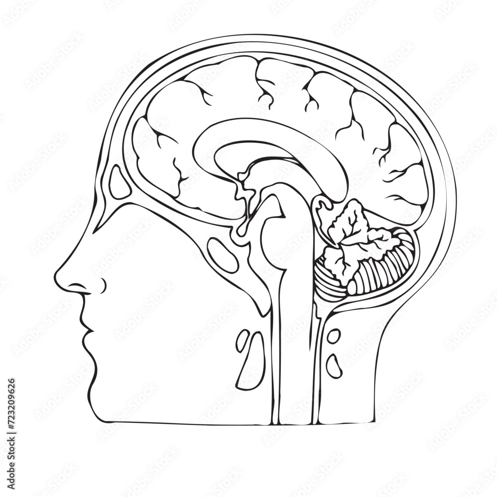 Linear drawing of the human brain in longitudinal section. Head in ...