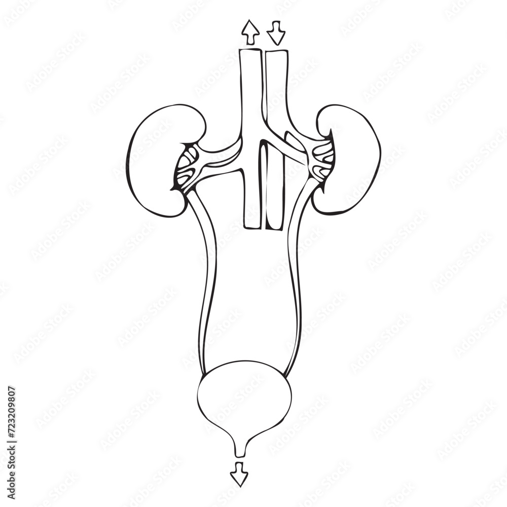 Linear drawing of the human urinary system. Kidneys with urinary ducts ...
