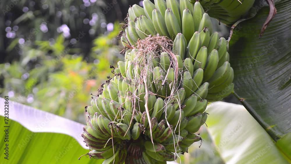 bananas that bear fruit on trees. fruit of the genus Musa, of the ...