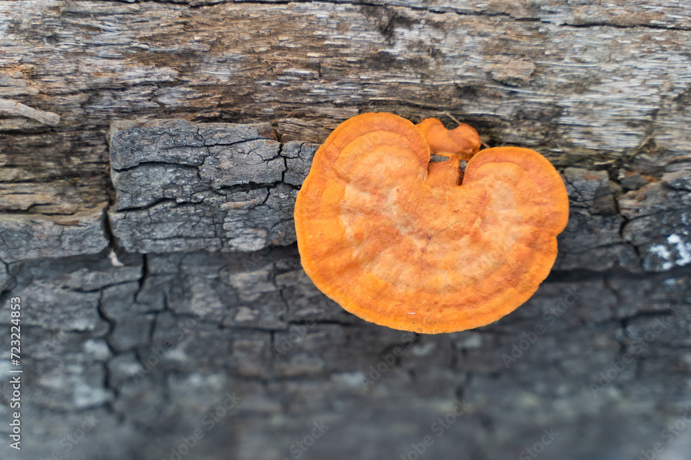 Wood mushrooms grow on dead trees, Pycnoporus sanguineus is an orange ...