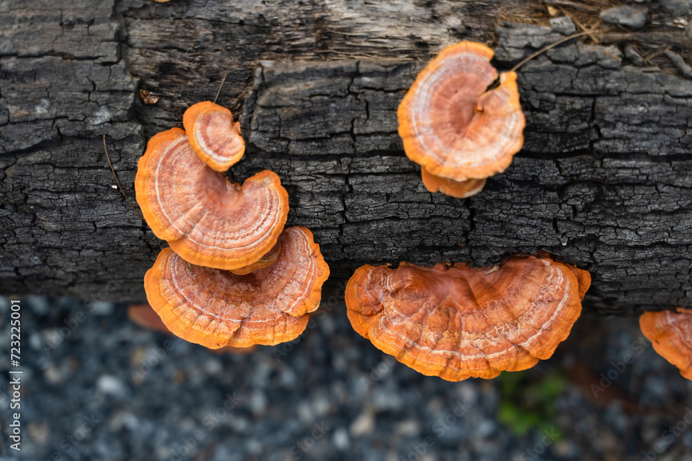 Wood mushrooms grow on dead trees, Pycnoporus sanguineus is an orange ...