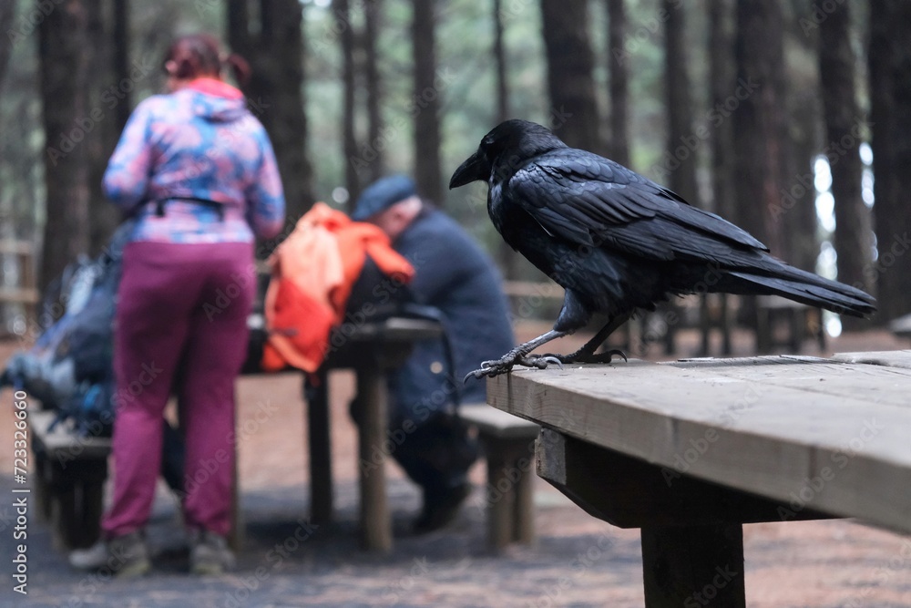 Black Canary crow or raven bird, not afraid of people is sitting on ...