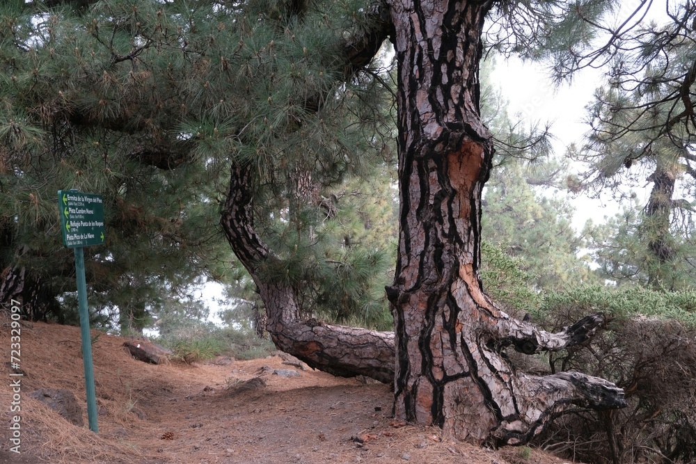 Large old tree of Pinus canariensis (Pino Canario) in National Park ...