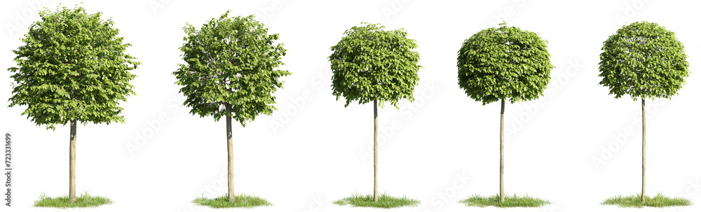 decorative trees, cutout 3D rendering with transparent background, for ...