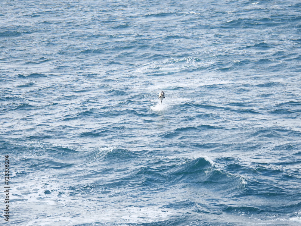 Springender Peale-Delfin im Meer bei den Falklandinseln. Stock Photo ...