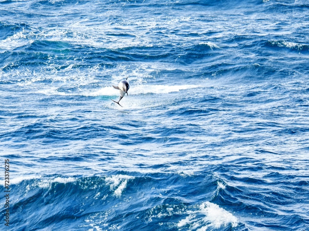 Springender Peale-Delfin im Meer bei den Falklandinseln. Stock Photo ...