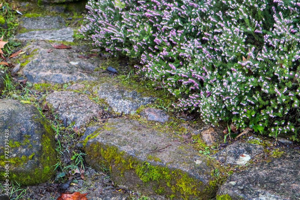 Old stone steps overgrown with green moss, the stairs in a forest ...