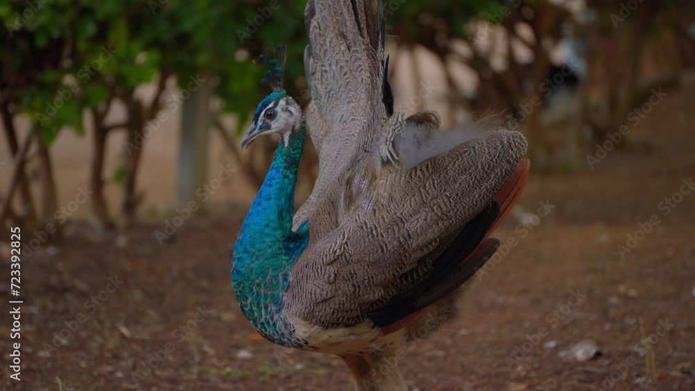 Indian peacock with spreading tail. Peafowl showing its tail colorful ...
