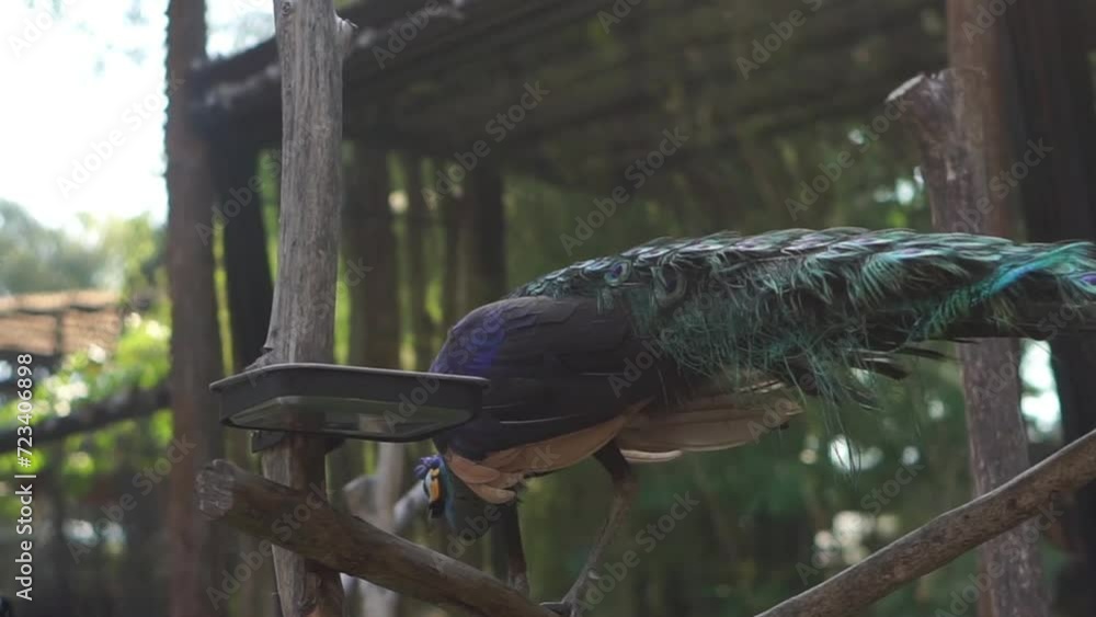 Green Peacock or Pavo muticus beautiful bright green and blue peacock ...