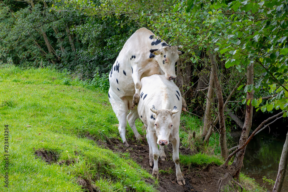 Two young male and female cows are courtship behavior in a small river ...