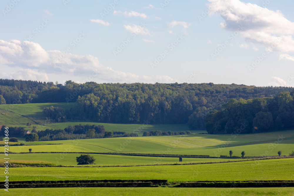 Summer landscape with view of slope green grass meadow and the big tree ...