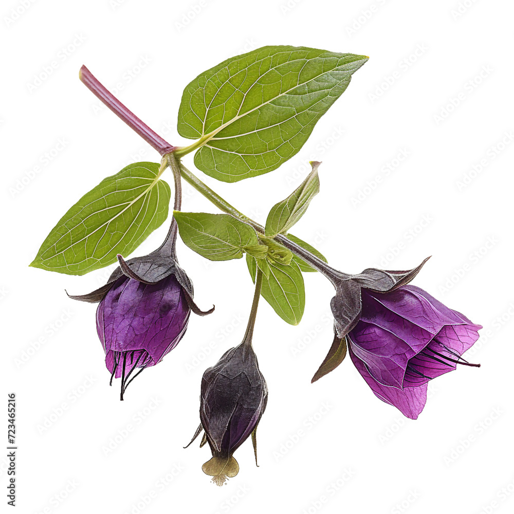 Belladonna alkaloids, transparent background, isolated image ... Belladonna alkaloids, transparent background, isolated image ...
