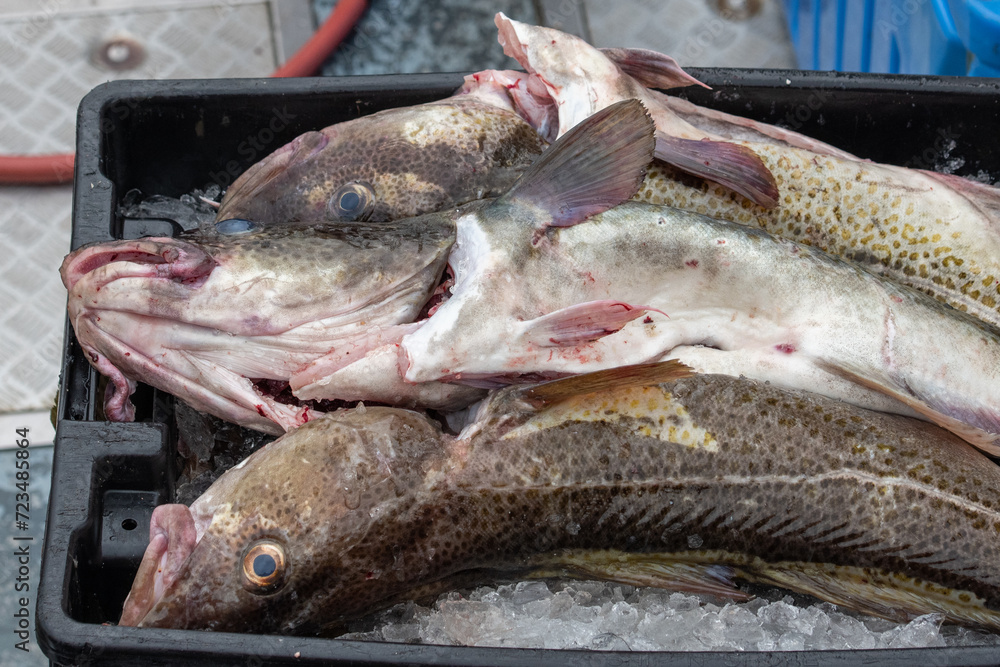 Large freshly caught Atlantic codfish in black plastic fish buckets ...