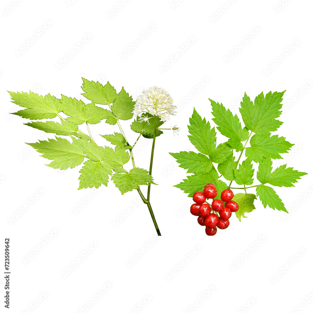 Actaea rubra (Red Baneberry) Native North American Woodland Plant Leaf ...