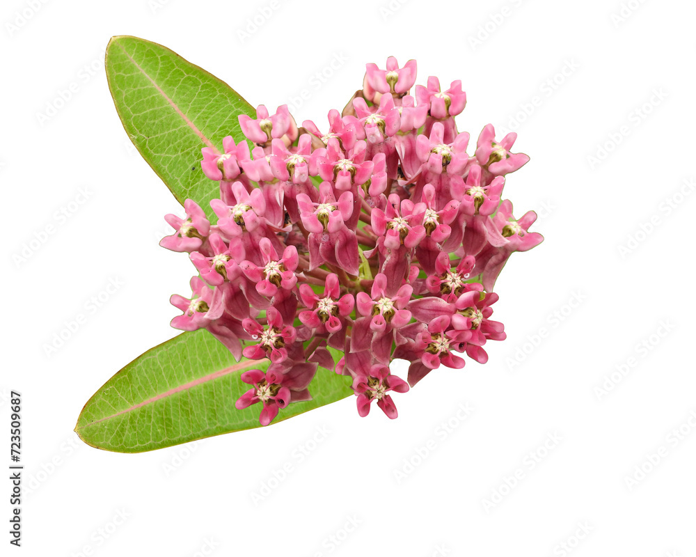 Asclepias sullivantii (Sullivant's Milkweed) Native North American ...
