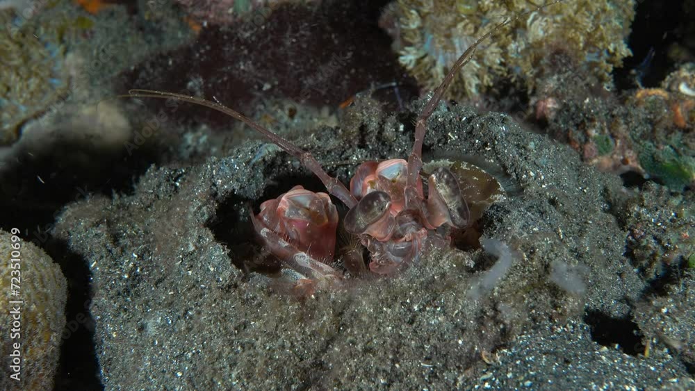 Vidéo Stock Amazing eyes of a shrimp that dug a burrow on the sandy ...