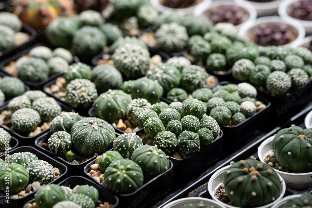 Astrophytum Asteria Super Kabuto cactus in bulk display at local plant ...