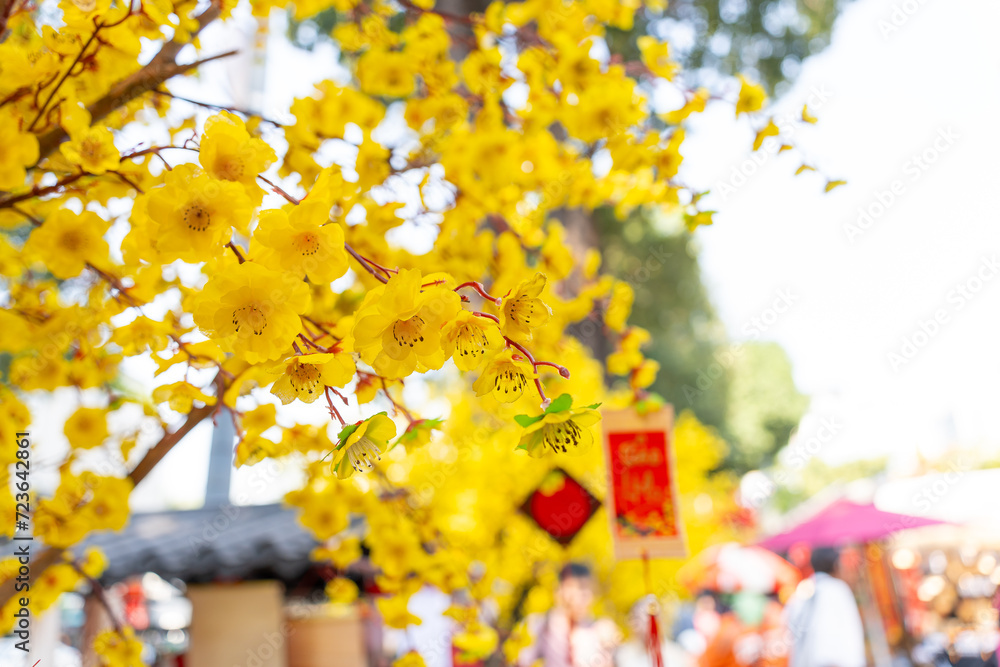 Ochna integerrima (Hoa Mai) tree with lucky money. Traditional culture ...
