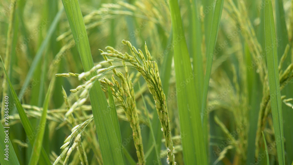 Rice Field Green agriculture ecosystem Asian rice paddy field Vietnam ...