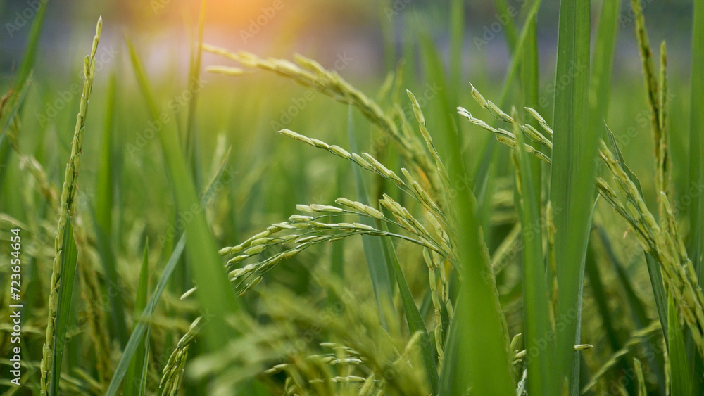 Rice Field Green agriculture ecosystem Asian rice paddy field Vietnam ...