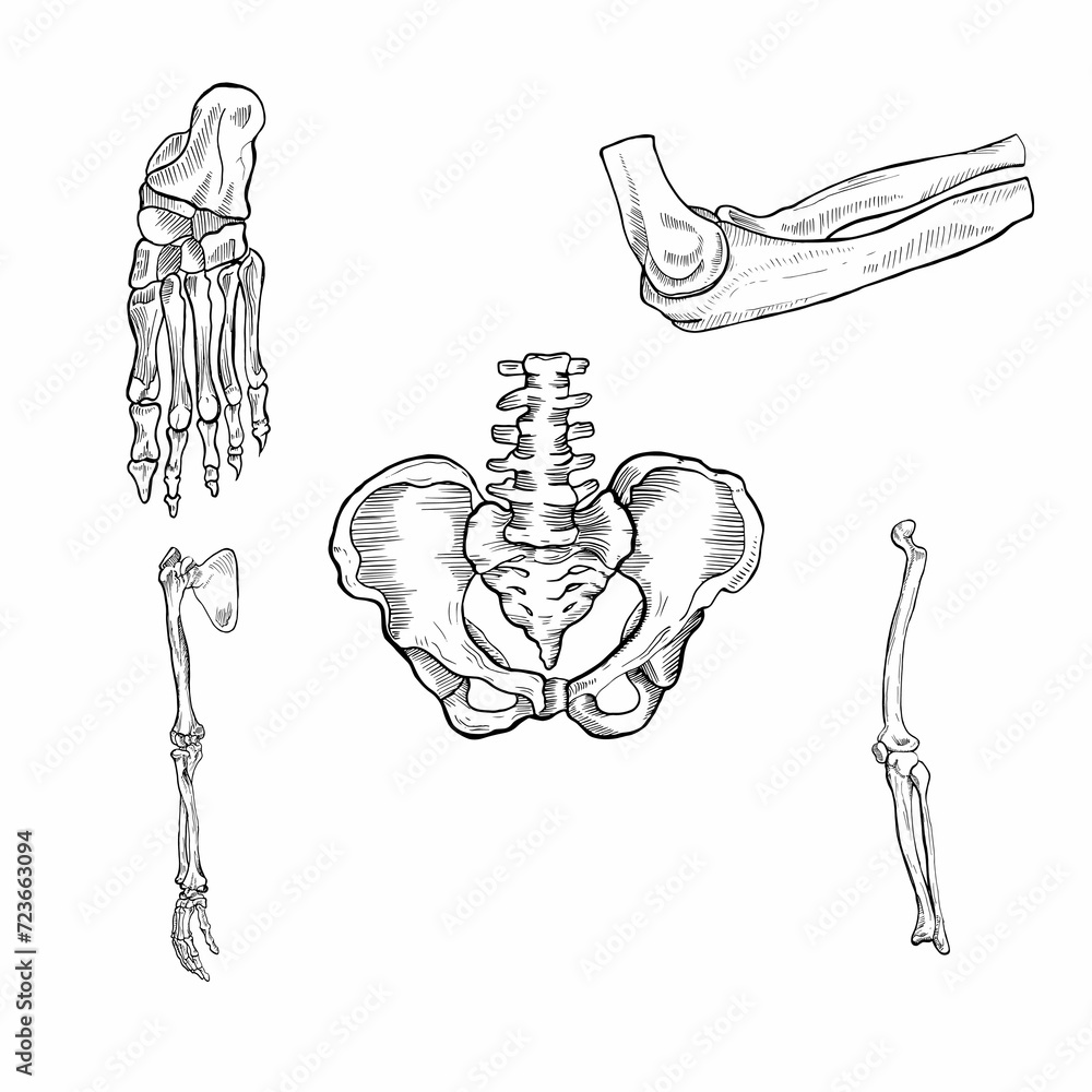 Human anatomy drawing monochrome set with skeletons and single bones ...