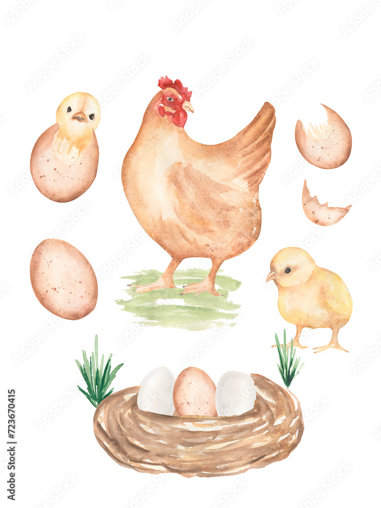 Watercolor chicken life cycle stages illustration, cute kids ...