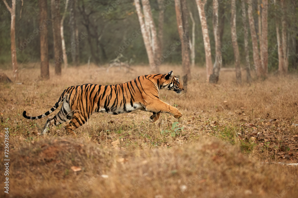 Hunting Tiger theme: Bengal tiger, Panthera tigris, wild tiger running ...