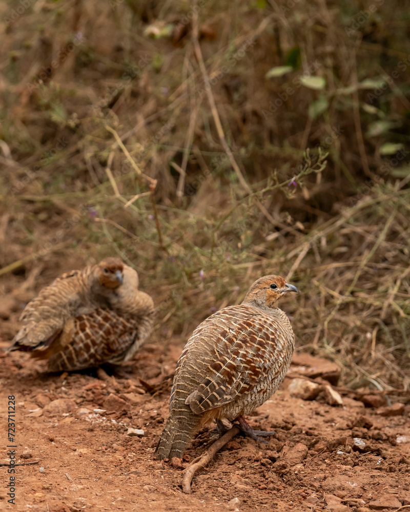 side profile of grey francolin or grey partridge or Francolinus ...