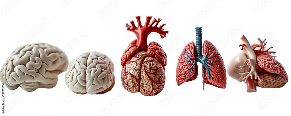 collection of brain, hear and lungs anatomy plastic science miniature ...