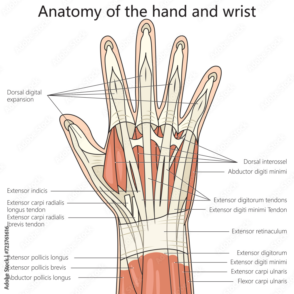 anatomy of hand and wrist structure diagram hand drawn schematic vector ...