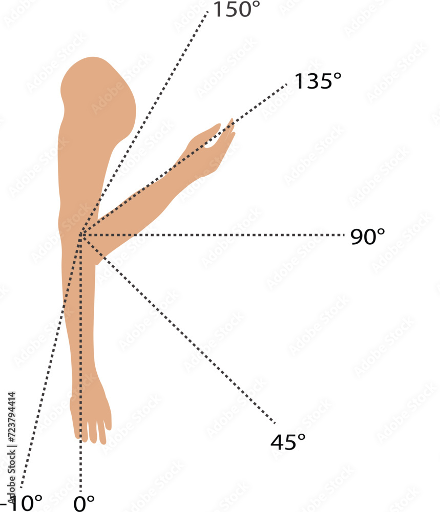 Arm Flexion and Extension Diagram Exploring Anatomy, Muscles, and Range ...