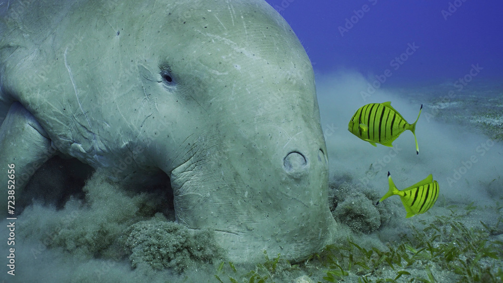 Close up of Sea Cow eating algae on seagrass meadow. Dugong (Dugong ...