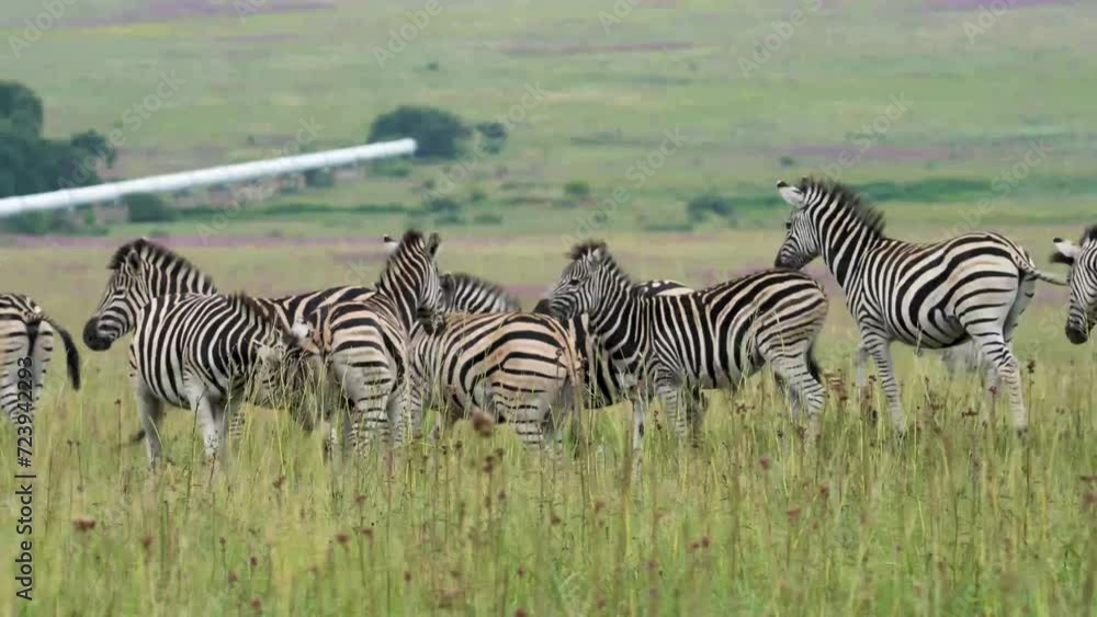 A 4K vid of a herd of Zebra in mating season fighting for dominance ...