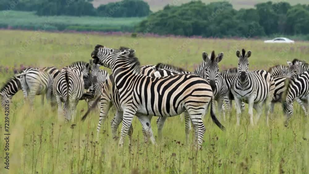 A 4K vid of a herd of Zebra in mating season fighting for dominance ...