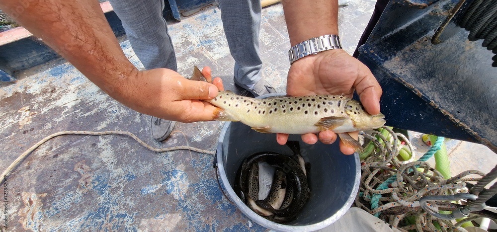 Sevan trout Salmo ischchan is an endemic fish species of Lake Sevan in ...