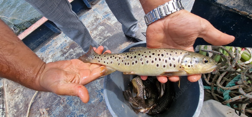 Sevan trout Salmo ischchan is an endemic fish species of Lake Sevan in ...