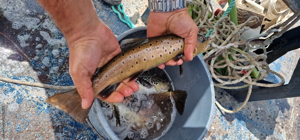 Sevan trout Salmo ischchan is an endemic fish species of Lake Sevan in ...