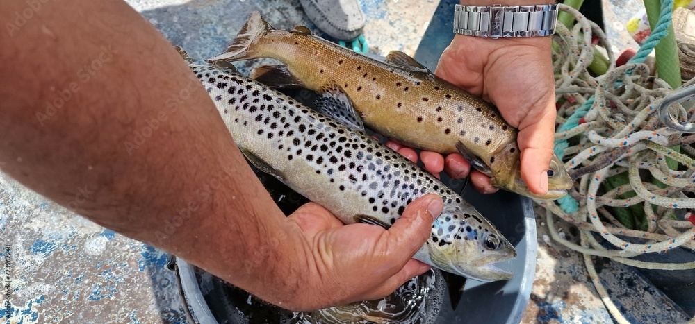 Sevan trout Salmo ischchan is an endemic fish species of Lake Sevan in ...