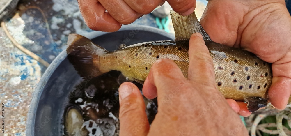 Sevan trout Salmo ischchan is an endemic fish species of Lake Sevan in ...