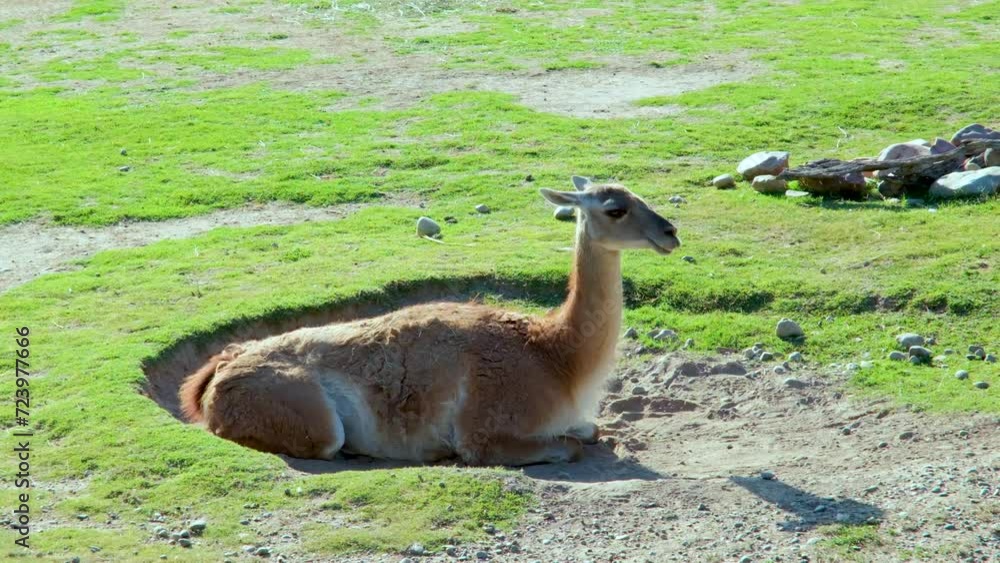 Lama guanikoe or Guanaco is a species of wild llama in the camelid ...