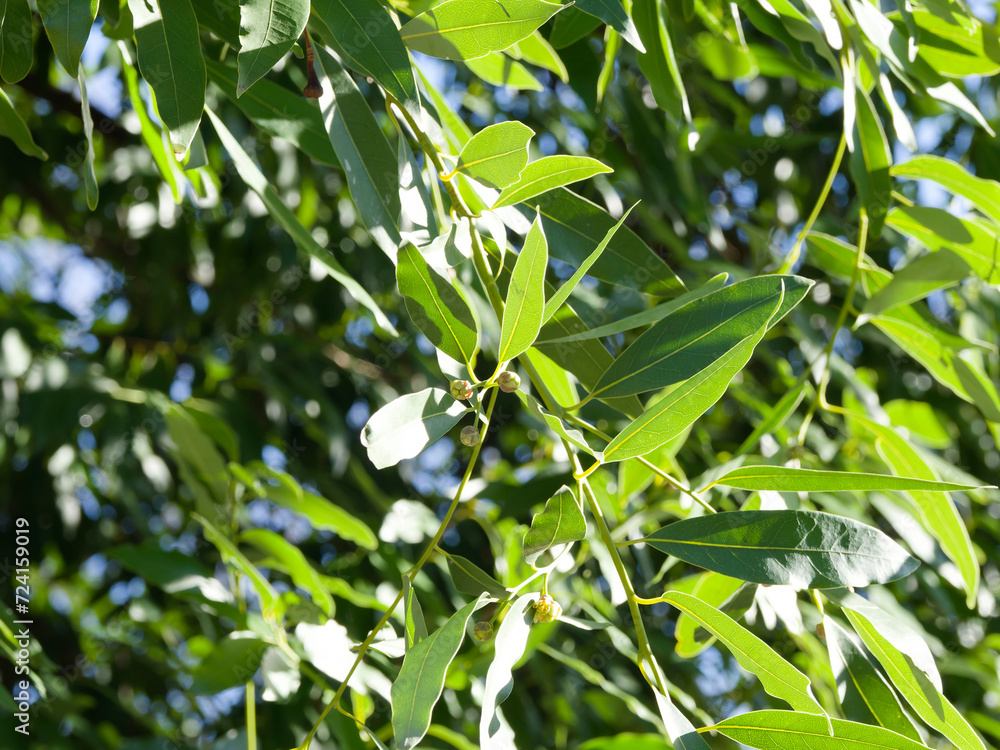 (Umbellularia californica) Flexible twigs of Oregon Myrtle tree bearing ...