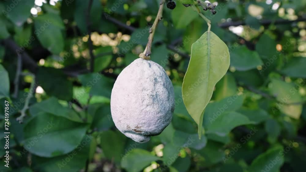 Lemon covered with mold on tree, showing fungal, lemon interaction ...