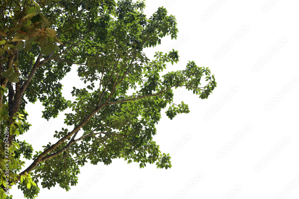 Cutout environmental trees growth shapes set transparent backgrounds 3d ...