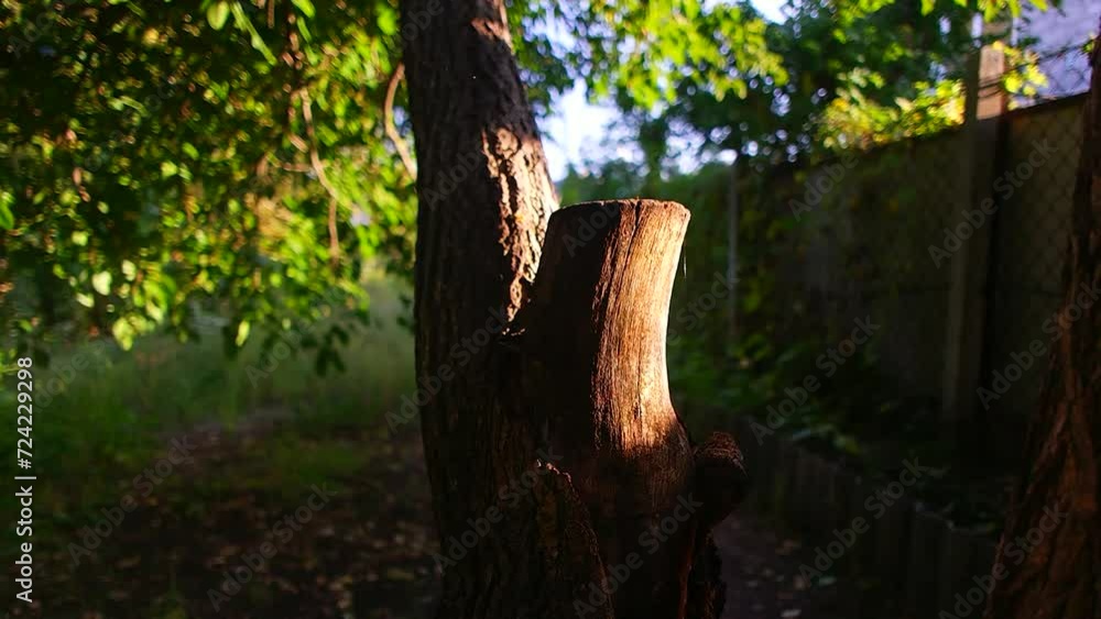 shadows on a tree trunk. wood texture and shadow.old tree trunk. Sun ...