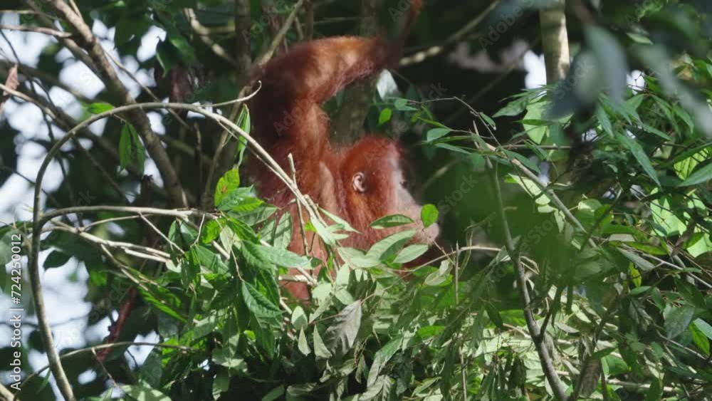 an orangutan builds a day nest in the rainforest canopy of gunung ...