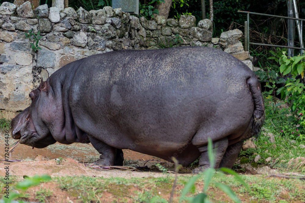 Hippopotamus - The Hippopotamus is a large semiaquatic mammal native to ...