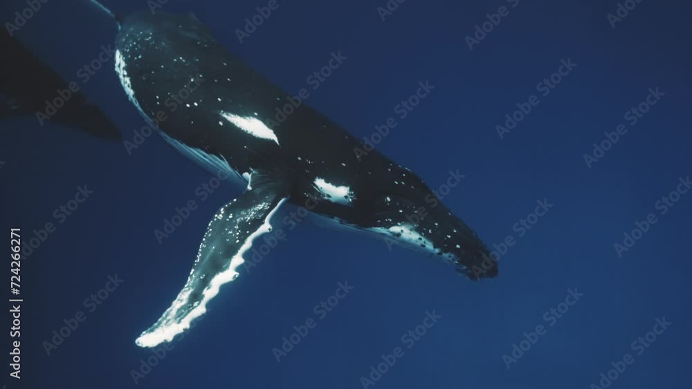 Underwater humpback mother whale swimming very close to camera together ...